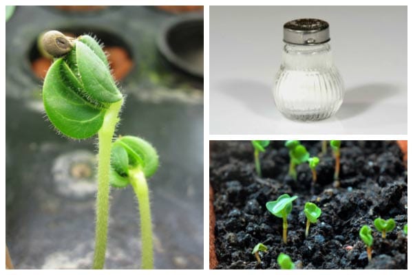 Tips & Tools for Sowing Tiny Seeds | Empress of Dirt
