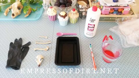 How to Clean Animal Bones for Display — Empress of Dirt