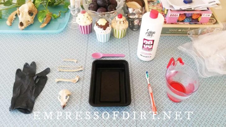 How to Clean Animal Bones for Display — Empress of Dirt