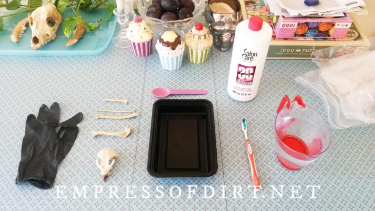 How to Clean Animal Bones for Display — Empress of Dirt