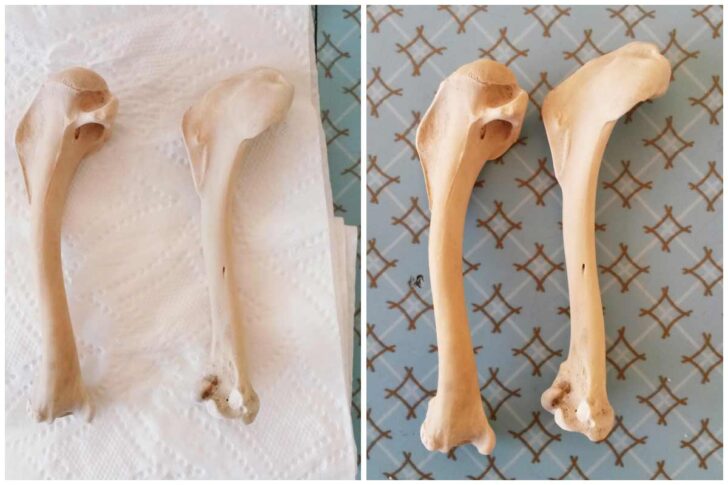 How to Clean Animal Bones for Display — Empress of Dirt
