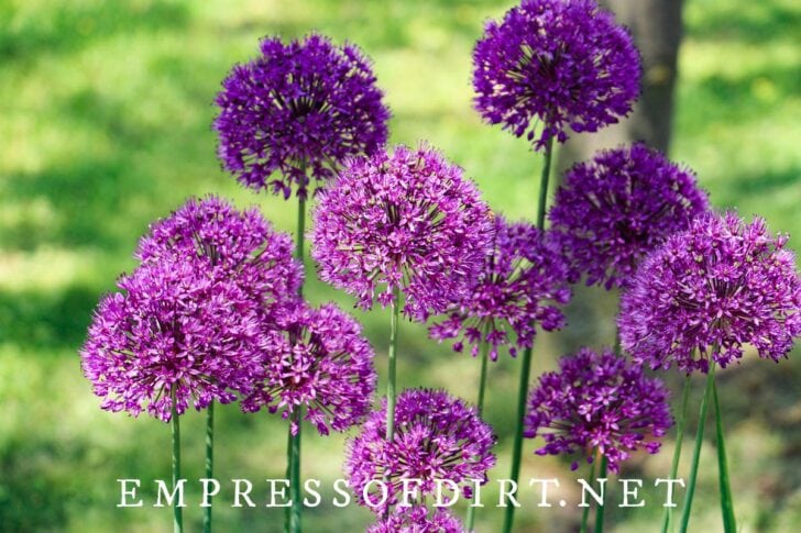 How to Grow Alliums That Light Up Spring & Feed Pollinators