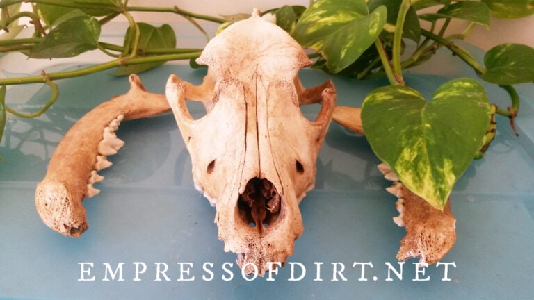 How to Clean Animal Bones for Display — Empress of Dirt