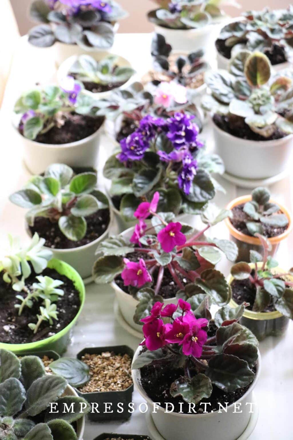 How to Repot African Violets (Step-by-Step Guide)