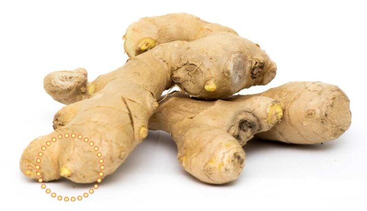 How To Sprout Ginger Root (& Indoor Growing Tips) — Empress of Dirt