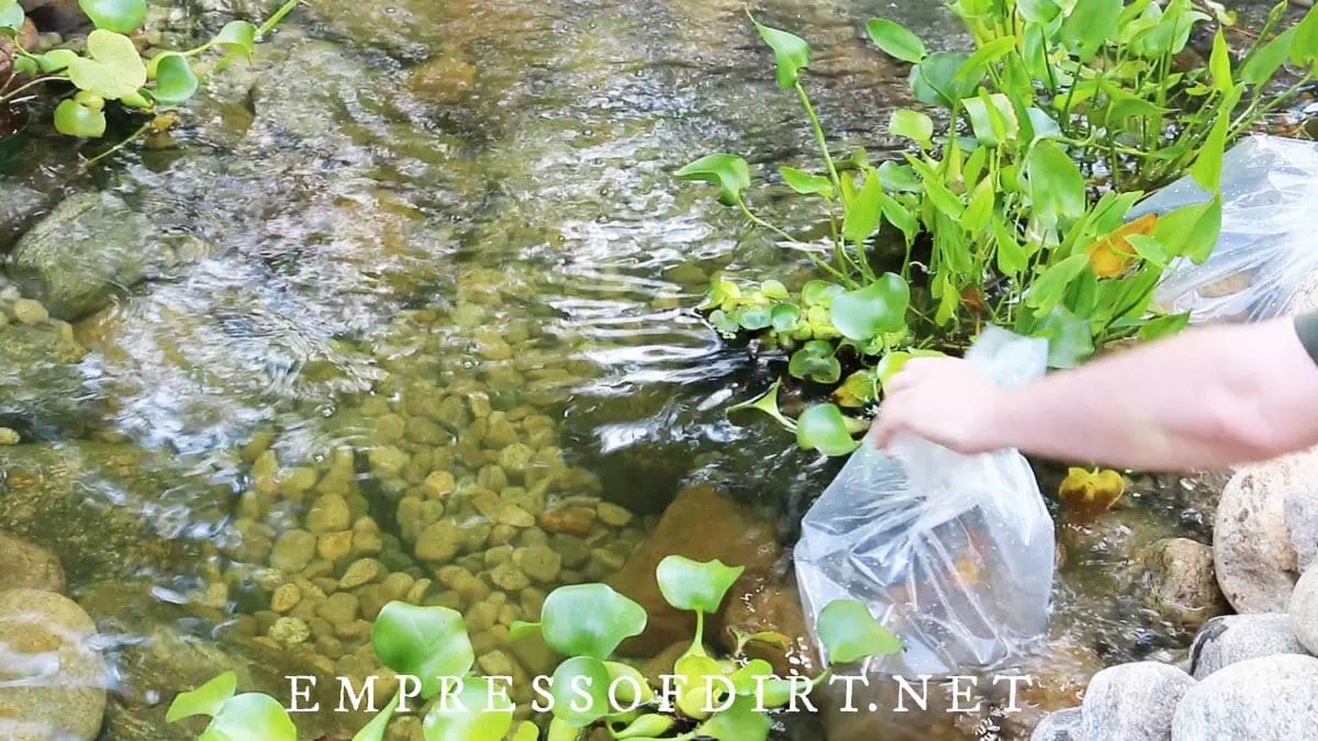 How to Add Fish to a Backyard Garden Pond — Empress of Dirt