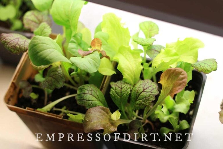How to Grow Vegetables Indoors (Easy Beginner’s Guide)