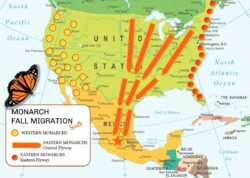 How to Help Monarch Butterflies Thrive in Your Garden