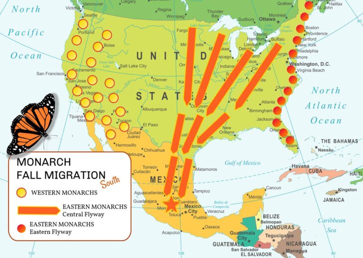 How to Help Monarch Butterflies Thrive in Your Garden
