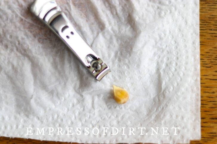 How to Grow Lemon Trees from Seed (& Other Citrus Fruits)