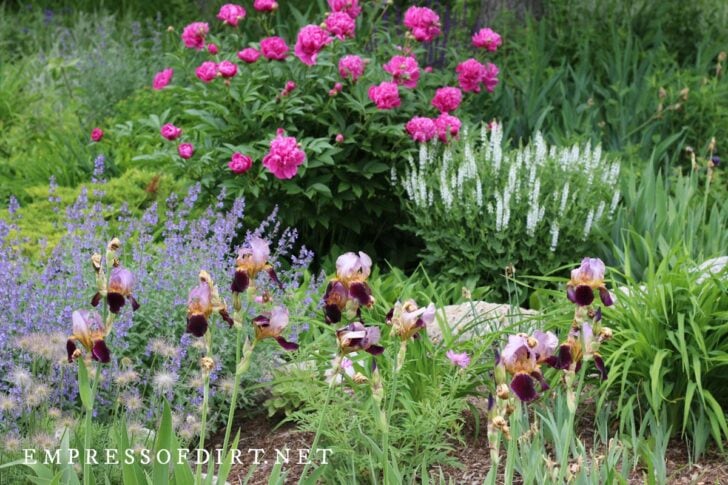 How to Grow Peonies & Get Blooms — Empress of Dirt