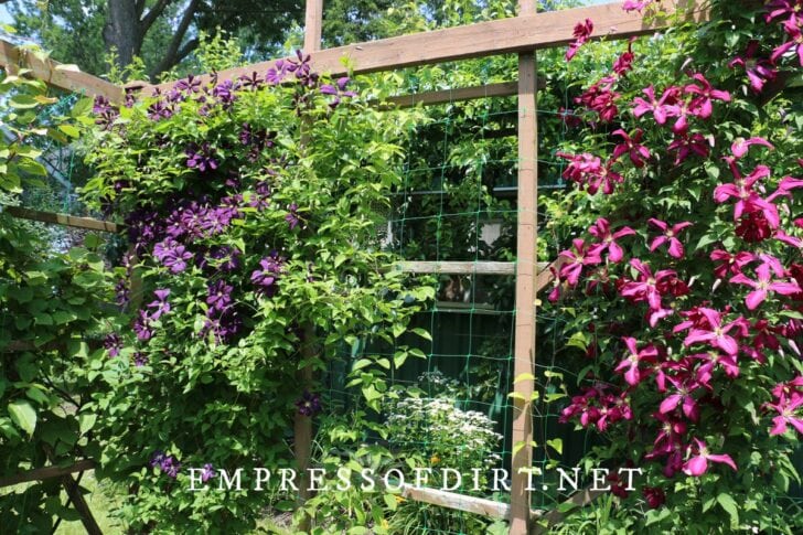 How to Grow & Care for Clematis Vines