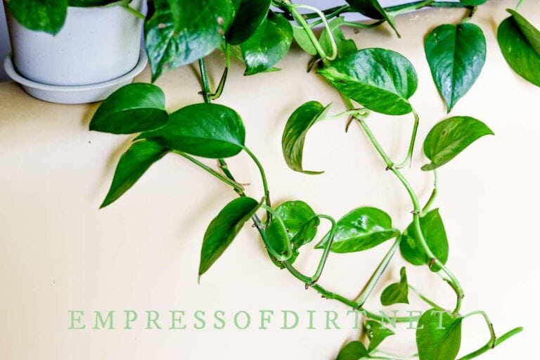 How to Root Pothos Cuttings