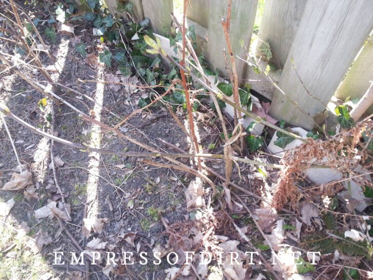 How to Transplant Raspberries and Grow More Fruit — Empress of Dirt