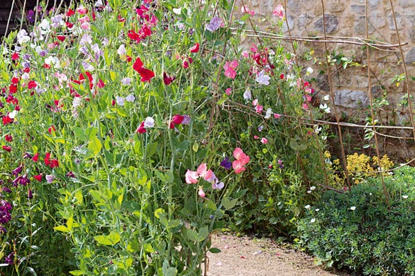 Grow a Sweet Pea Garden Arch | Empress of Dirt
