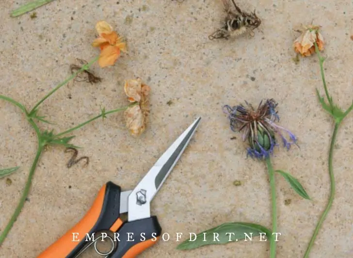 How to Deadhead Flowers & Make Way for More Blooms