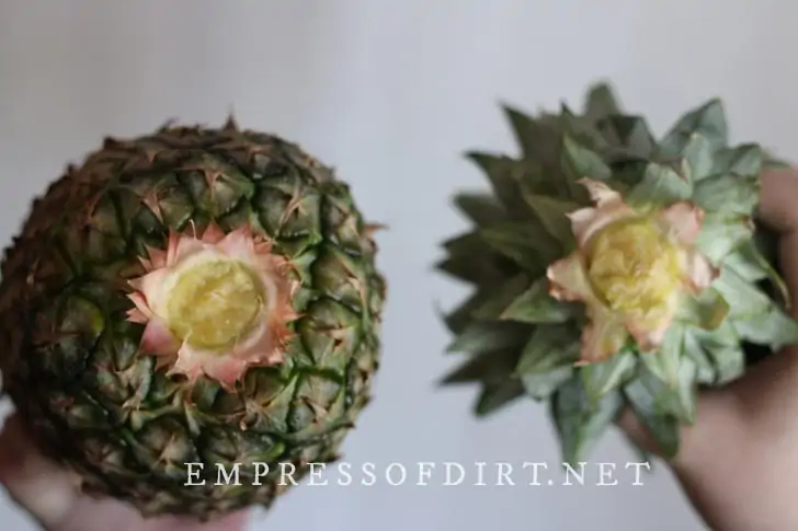 How To Plant a Pineapple Top (Tutorial With Pictures)