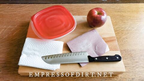 How to Grow An Apple Tree From Seed (Easy Tutorial)