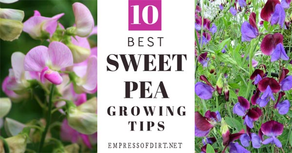 10 Best Tips for Growing Sweet Peas | Empress of Dirt