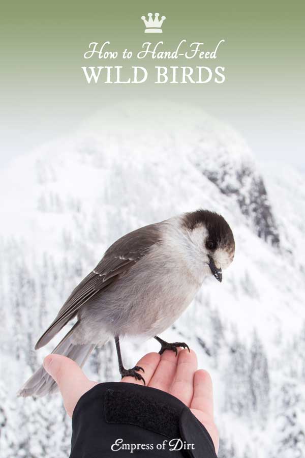 How to Hand-feed Wild Birds - Empress of Dirt