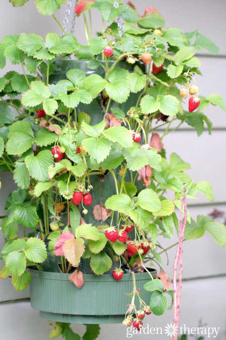 Creative Containers for Growing Strawberries - Empress of Dirt