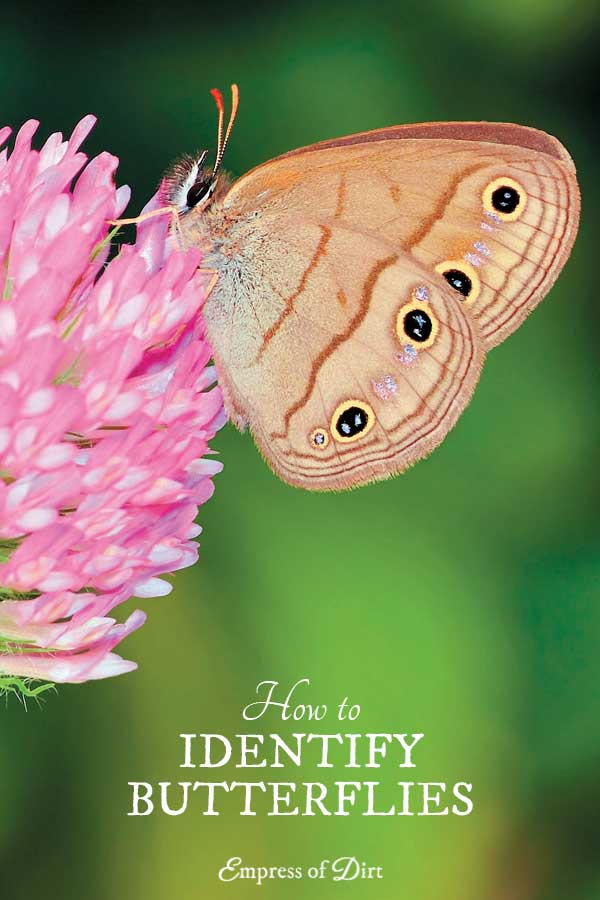 Helpful Tips for Identifying Butterflies in Your Garden - Empress of Dirt