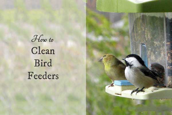 How to Clean Bird Feeders - Empress of Dirt
