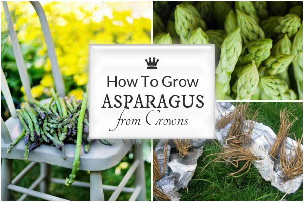 How To Grow Asparagus From Crowns - Empress of Dirt