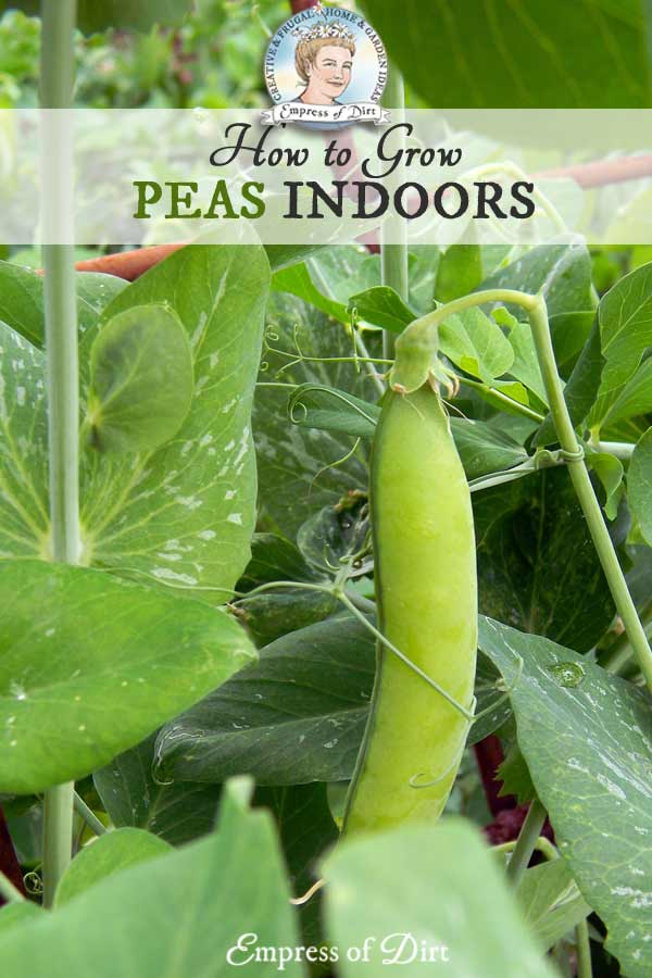 How To Grow Peas Indoors - Empress of Dirt