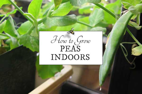 How to Grow Peas Indoors | Empress of Dirt