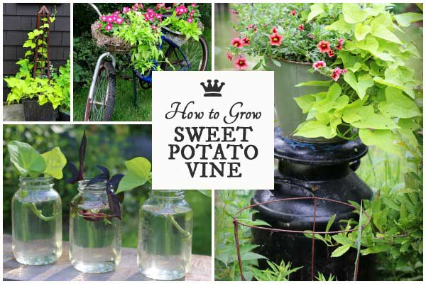Grow Sweet Potato Vine | Quick + Easy Plants - Empress of Dirt
