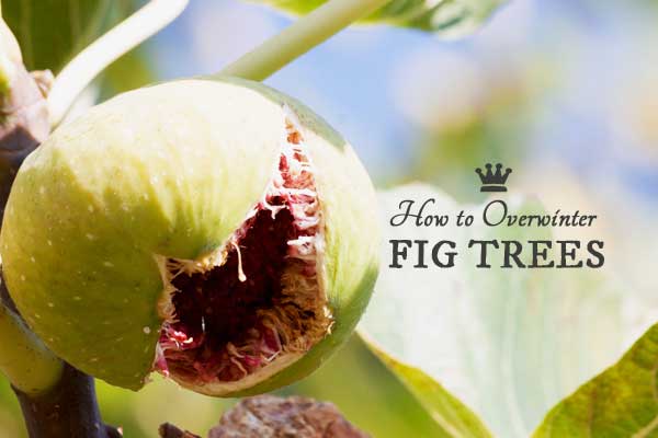 How to Overwinter Fig Trees in a Cold Climate - Empress of Dirt