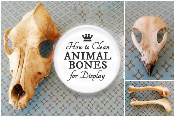 How to Clean Animal Bones for Display | Empress of Dirt