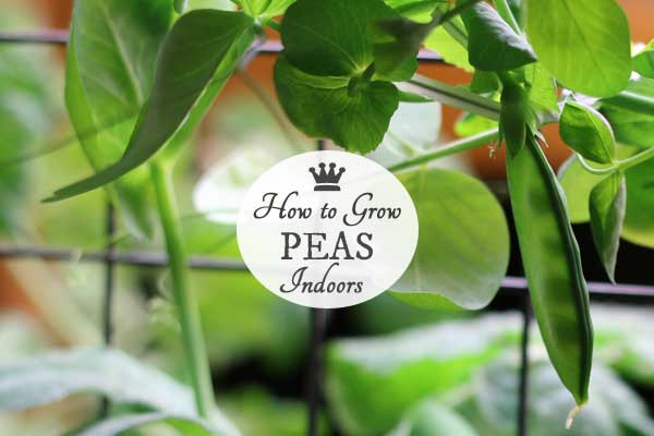 How To Grow Peas Indoors - Empress of Dirt
