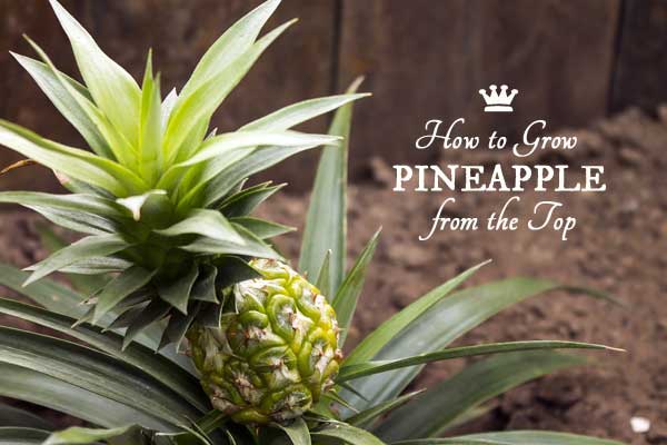 How to Grow a Pineapple Plant Indoors - Empress of Dirt