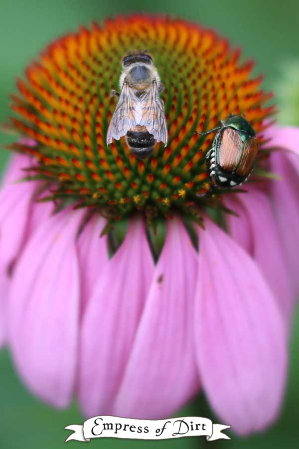 How to Catch Japanese Beetles | Invasive Pest Tip | Empress of Dirt