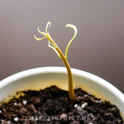 How to Grow Mango from Seed (Easy Method) — Empress of Dirt