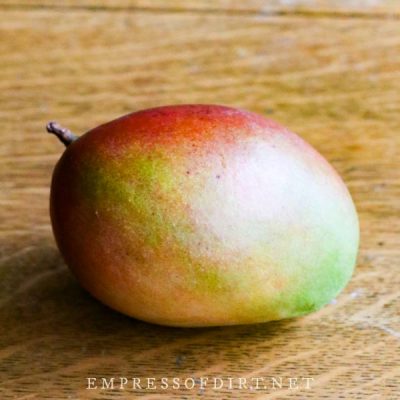How to Grow Mango from Seed (Easy Method) — Empress of Dirt