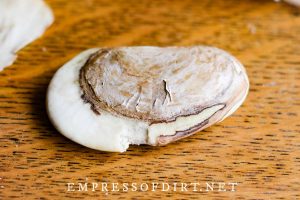 How to Grow Mango from Seed (Easy Method) — Empress of Dirt