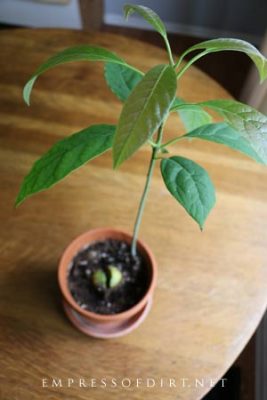 How to Grow an Avocado from Seed (Easy Method) | Empress of Dirt