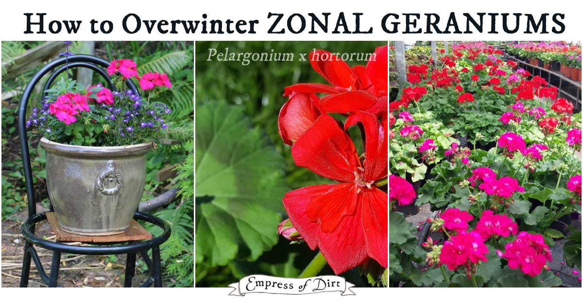 How to Overwinter Zonal Geraniums | Pelargoniums - Empress of Dirt