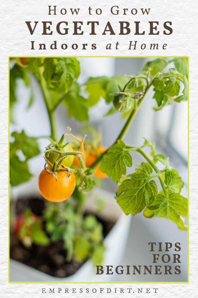 How to Grow Vegetables Indoors (Easy Beginner’s Guide)