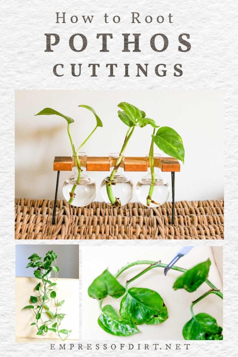 How to Root Pothos Cuttings