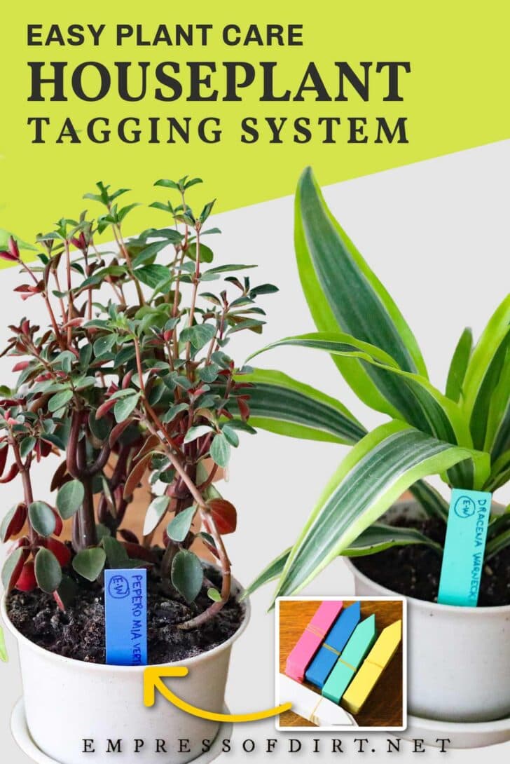 Simplify Your Houseplant Care with This Easy Tagging System