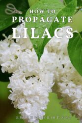 How To Propagate Lilacs (Options For Home Gardeners)