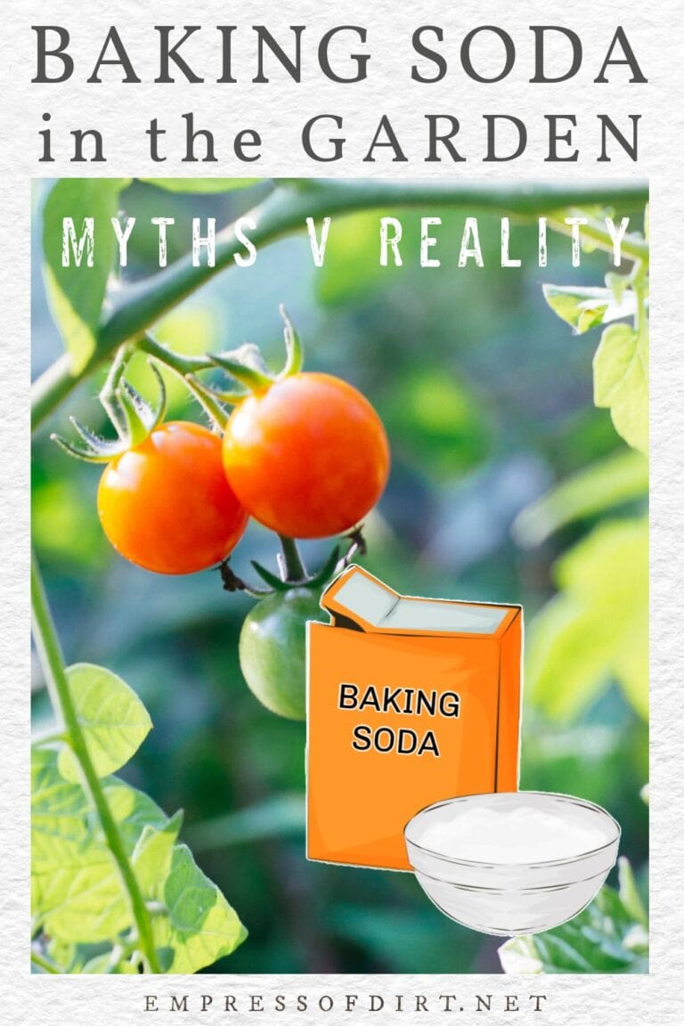 Baking Soda in the Garden: Is it Really Harmless? — Empress of Dirt
