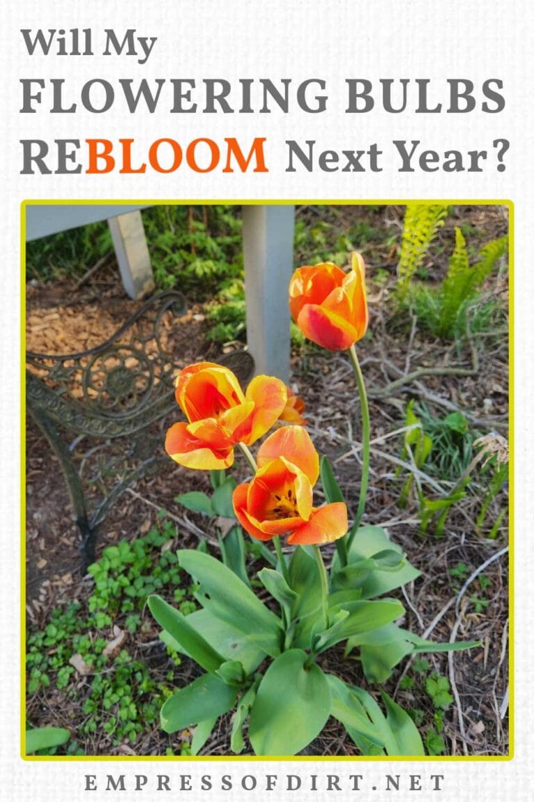 Will My Flowering Bulbs Come Back Next Year?