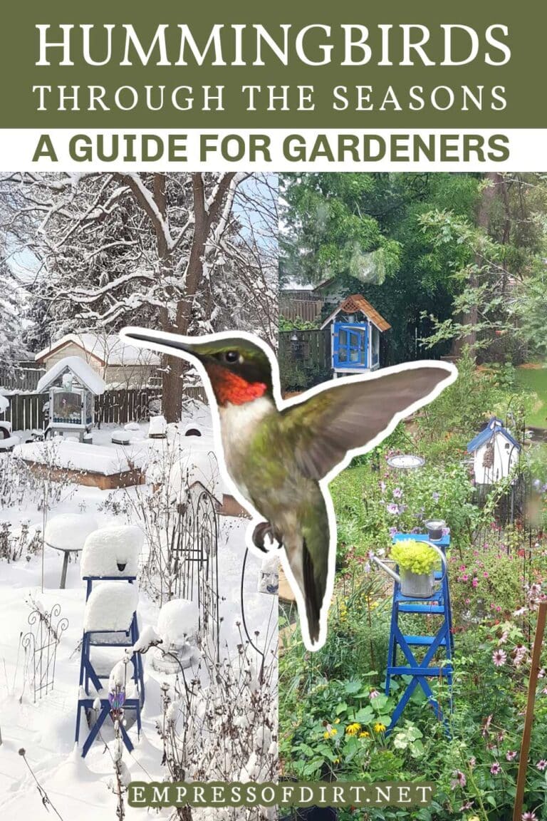 Hummingbirds Through the Seasons (A Guide For Gardeners)