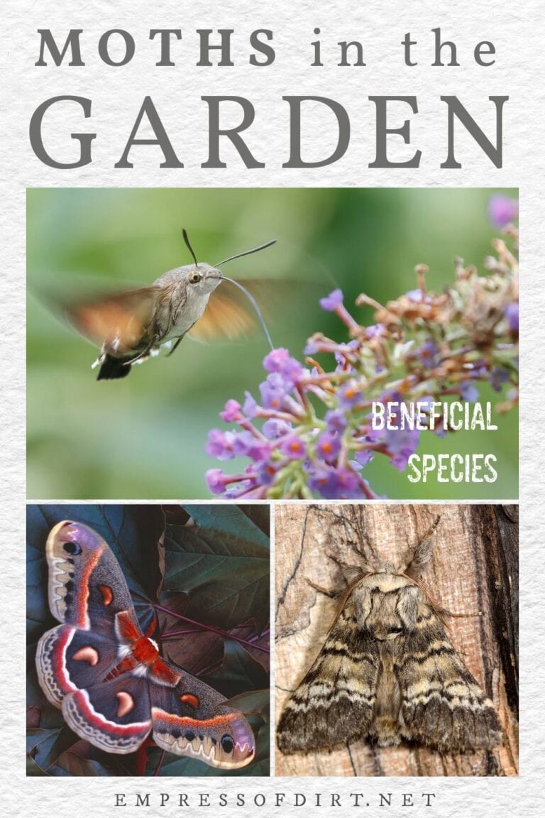 The Surprising Benefits of Moths in Your Garden