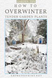 How to Overwinter Plants For The Winter — Definition & Tips